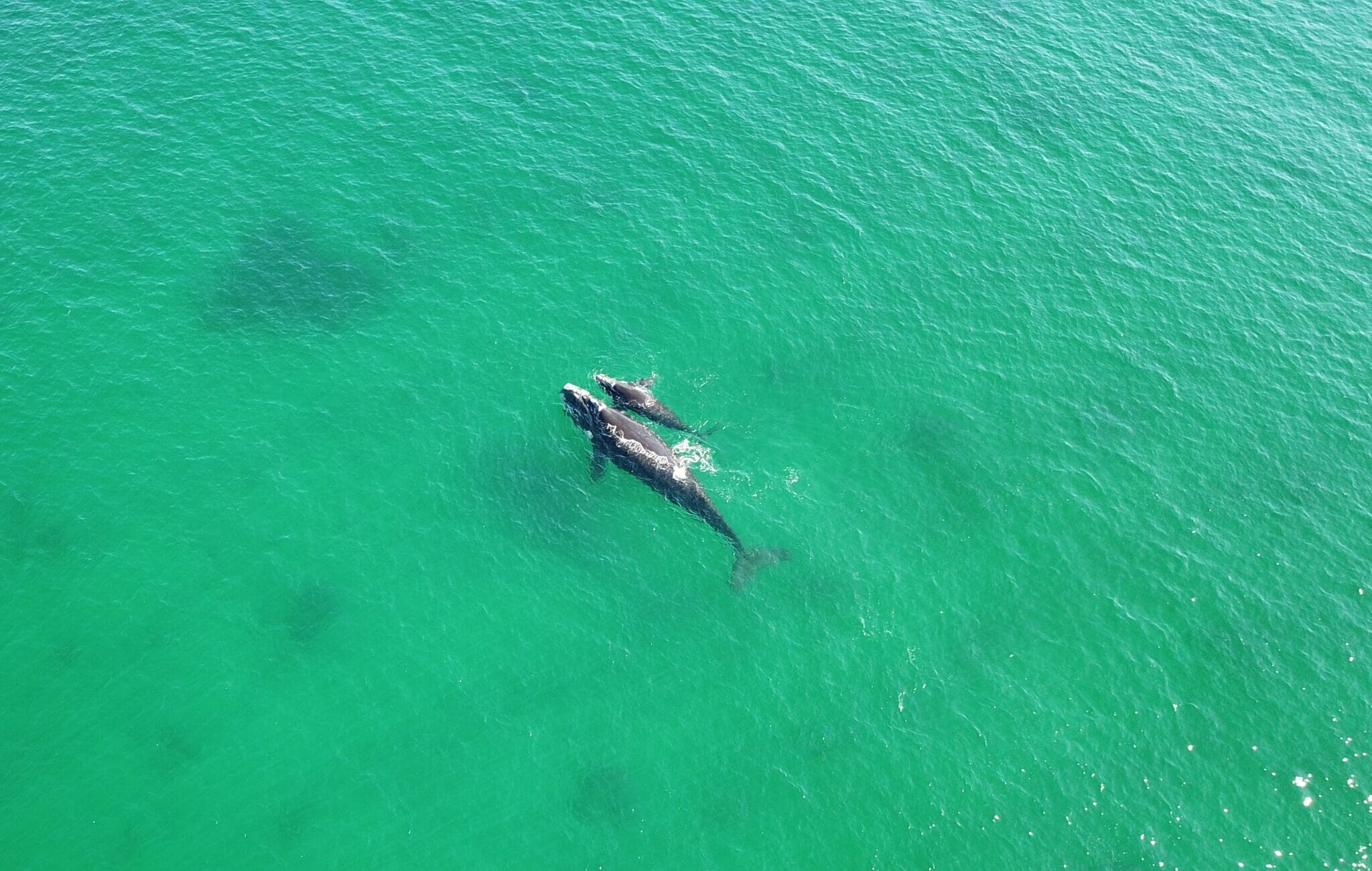 King George Sound Safari - Albany Whale and Scenic Tours